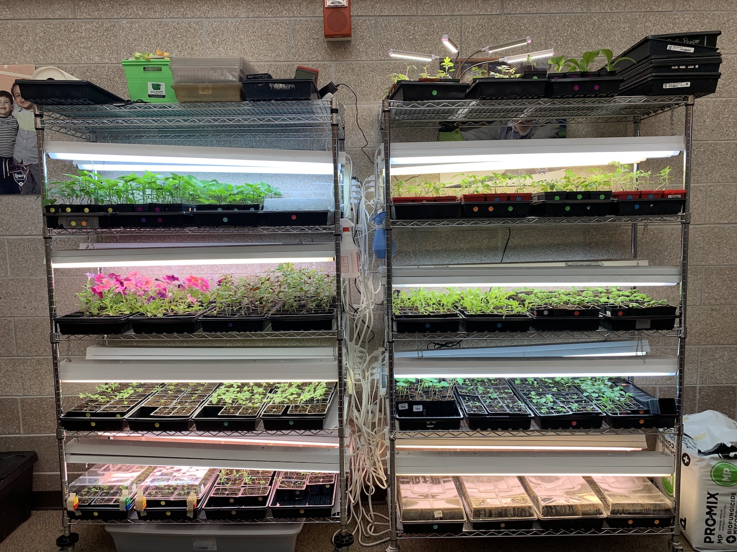 Essential Seed Starting Equipment – Seasons In A School Garden