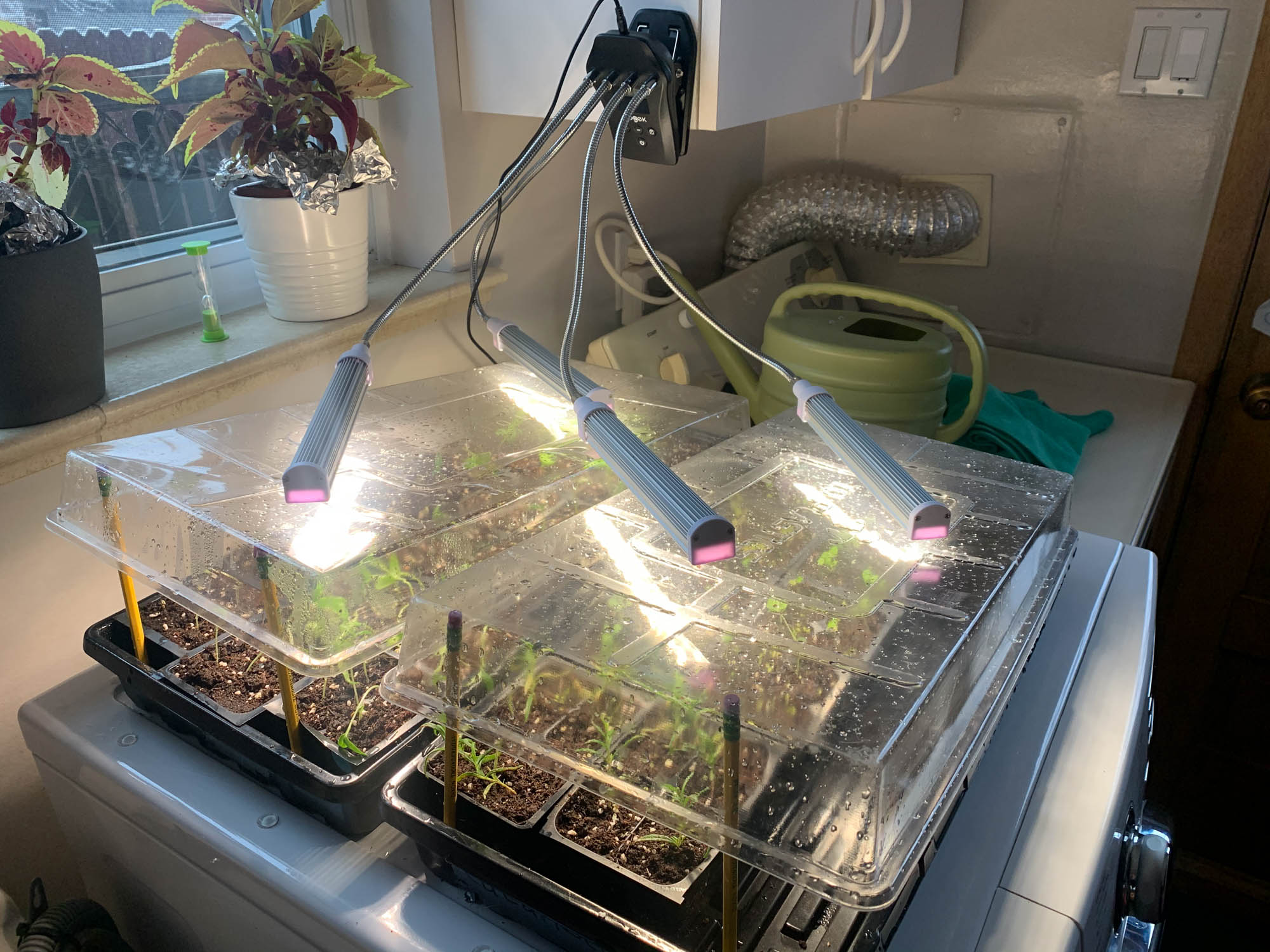 Essential Seed Starting Equipment – Seasons In A School Garden